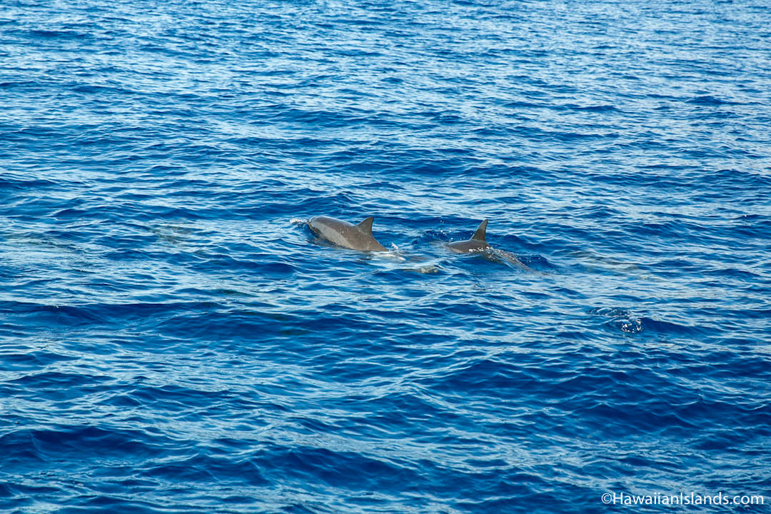 Ultimate Guide to Snorkeling in Molokini Crater - Maui, HI