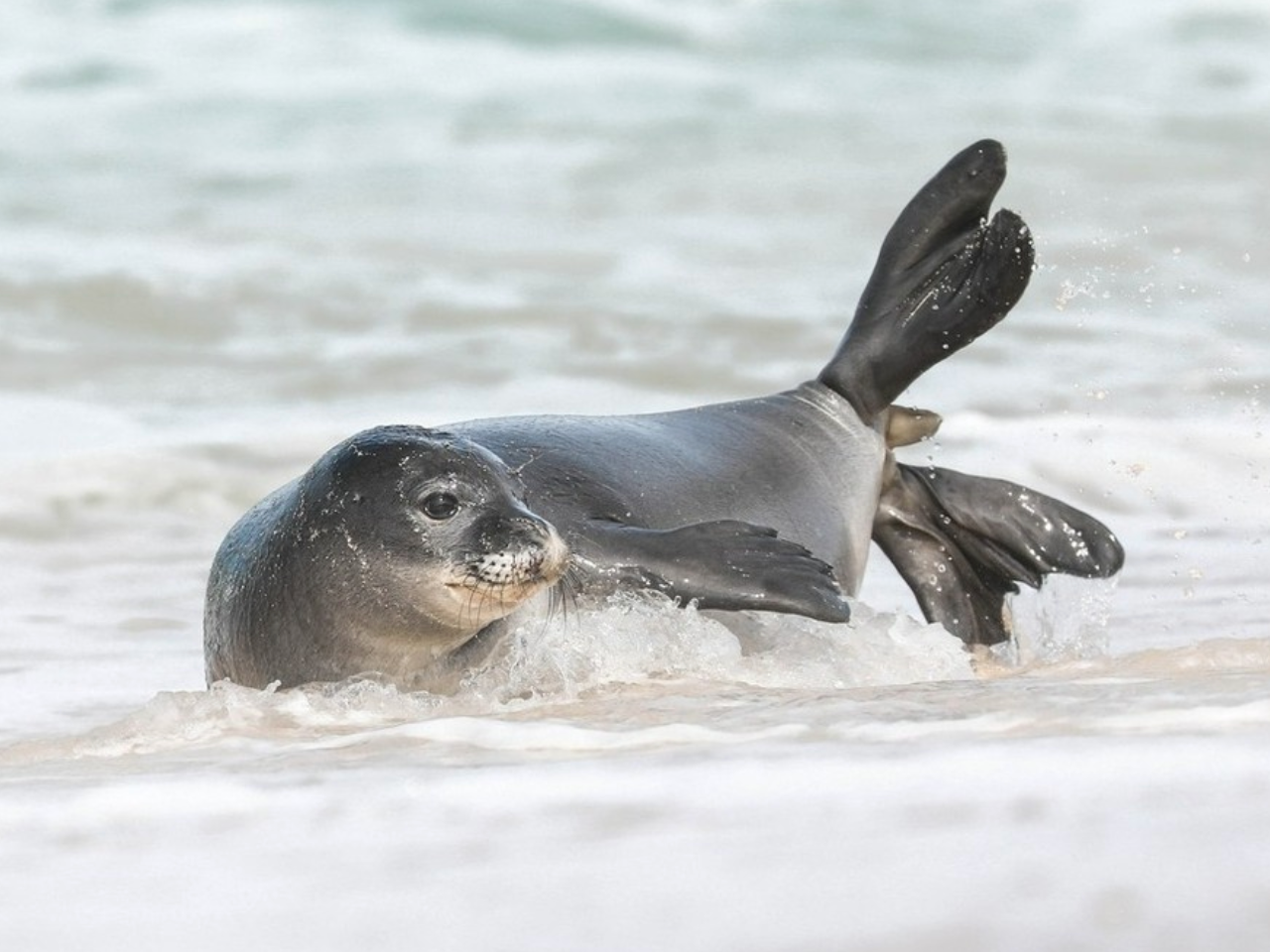 Hawaiian Monk Seals: When and Where to See Them in Kauai, HI