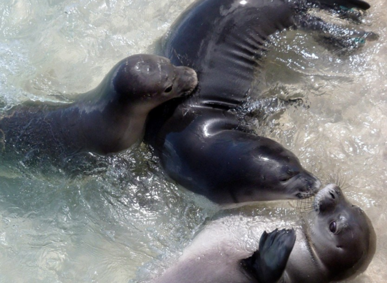 Hawaiian Monk Seals: When and Where to See Them in Kauai, HI