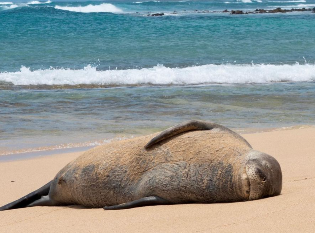 Hawaiian Monk Seals: When and Where to See Them in Kauai, HI