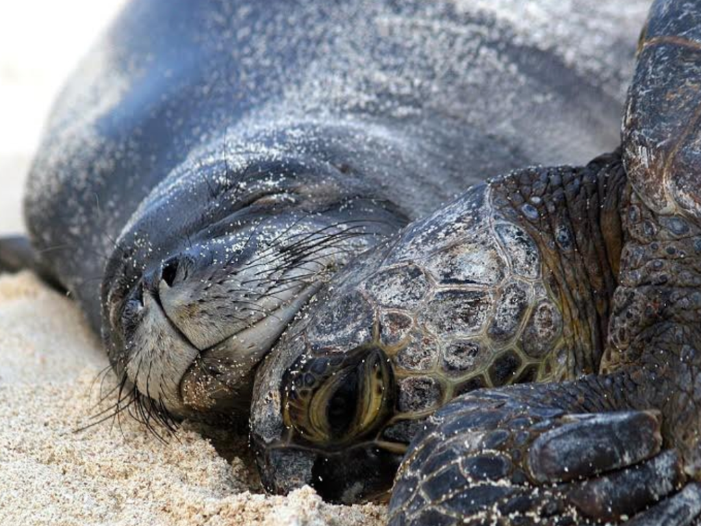 Hawaiian Monk Seals: When and Where to See Them in Kauai, HI