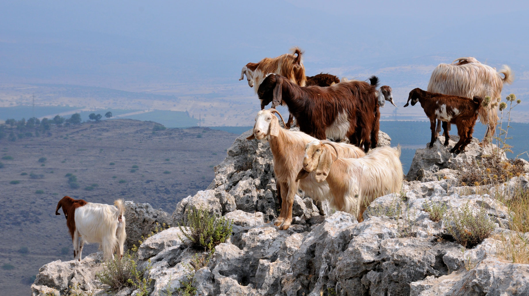 Postcards from Israel | Hebrew College