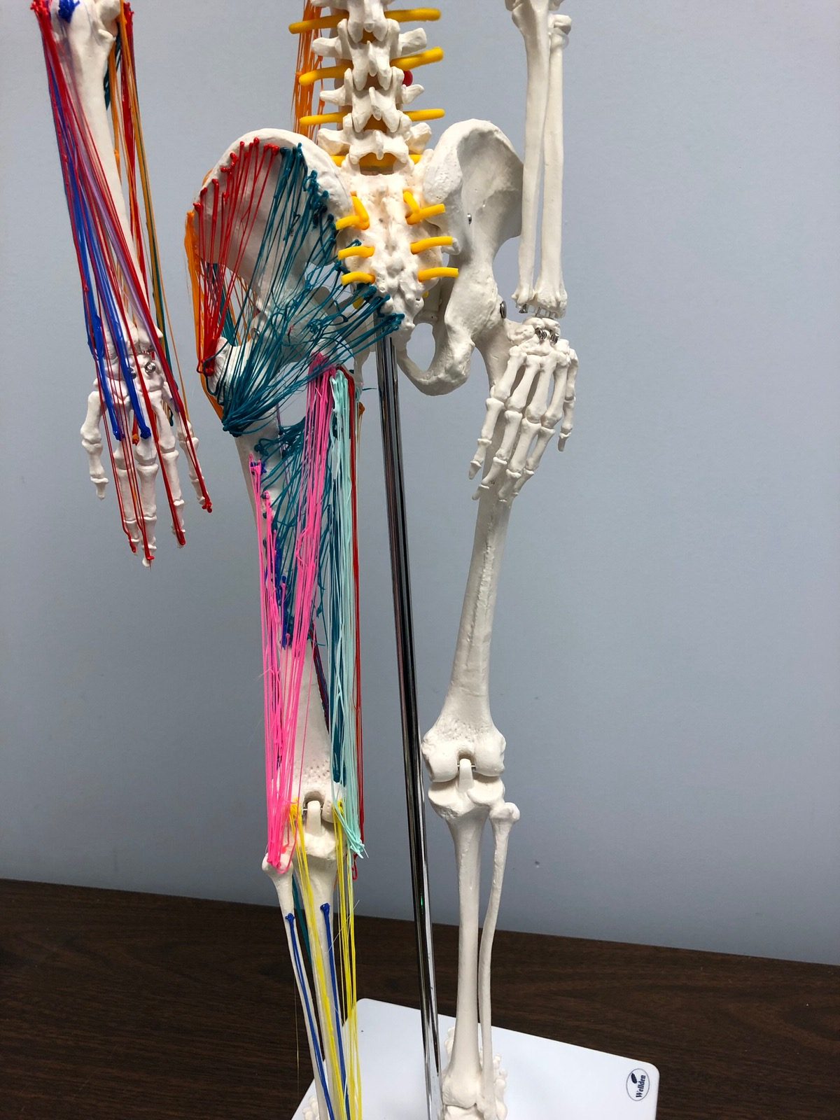 Teaching College Anatomy and Physiology with Tactile Technology ...