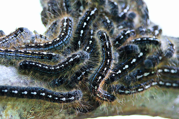 How To Get Rid Of Tent Caterpillars - Homestead Acres