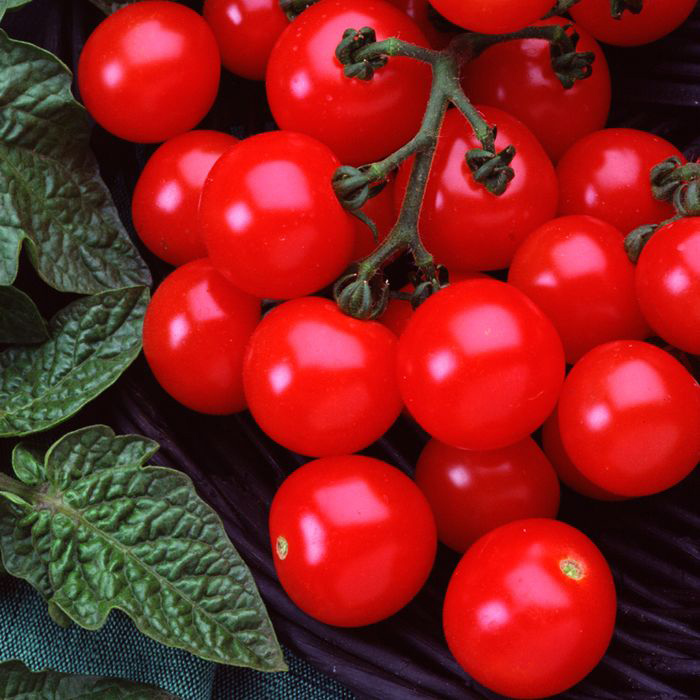 Husky Red Hybrid Tomato, Hybrid: Horticultural Products & Services