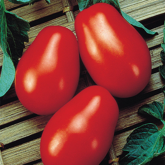 Roma Tomato, Paste and Romas: Horticultural Products & Services