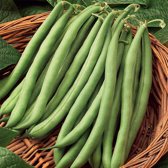 Stringless Blue Lake S 7 Bean, Pole: Horticultural Products & Services