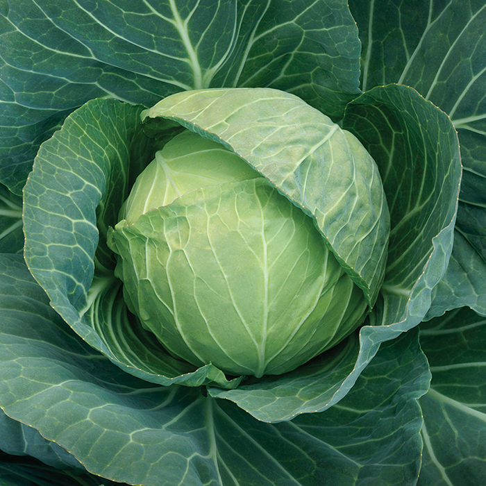 Headstart Hybrid Cabbage, Cabbage: Horticultural Products & Services