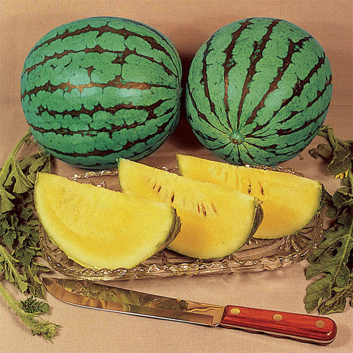 Yellow Doll Hybrid Watermelon, Watermelon: Horticultural Products ...