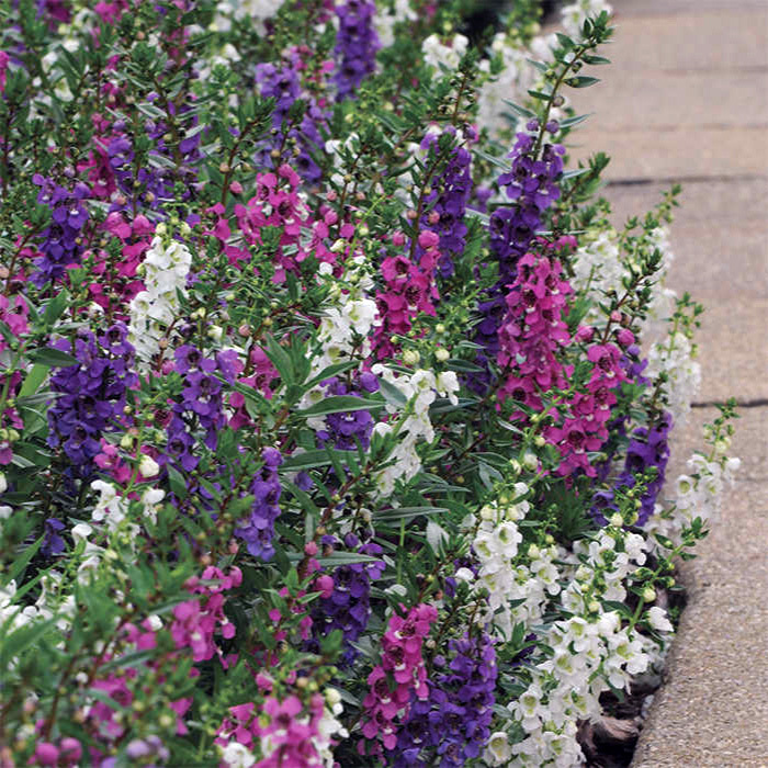 Serenita Mix Hybrid Angelonia, Angelonia: Horticultural Products & Services