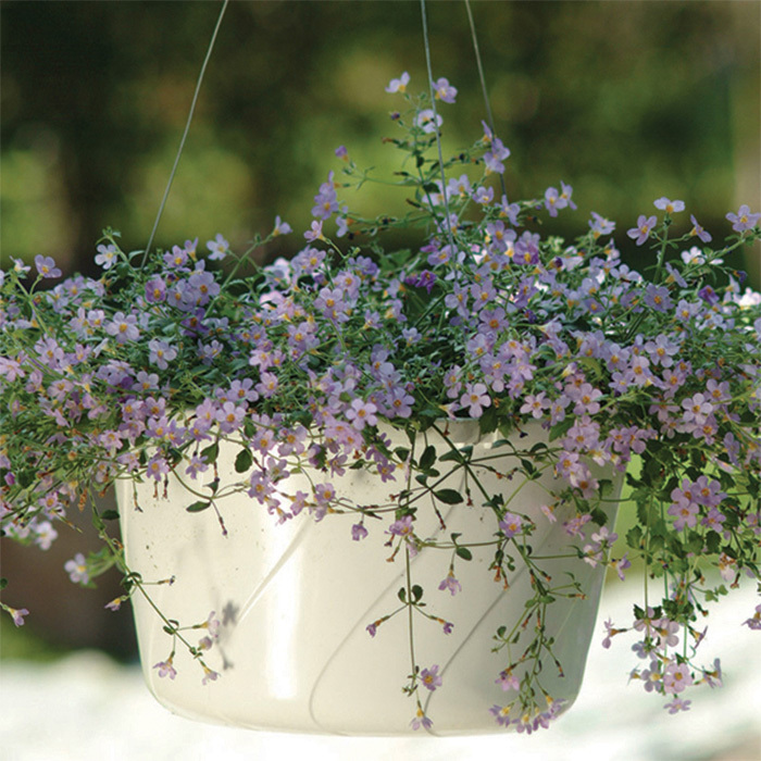Bluetopia Blue Bacopa, Bacopa: Horticultural Products & Services