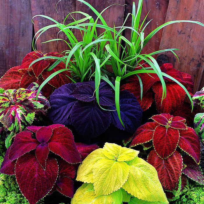 Giant Exhibition Mix Coleus, Coleus: Horticultural Products & Services