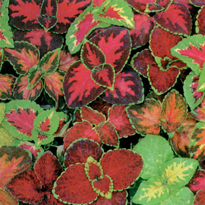 Multicolor Rainbow Mix Coleus, Coleus: Horticultural Products & Services