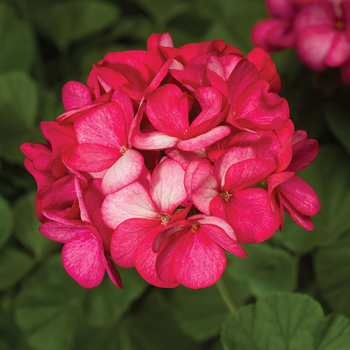 Maverick Violet Picotee Hybrid Geranium, Geranium: Horticultural ...