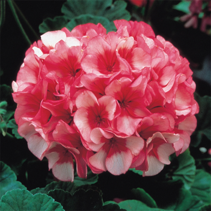 Maverick Star Hybrid Geranium, Geranium: Horticultural Products & Services