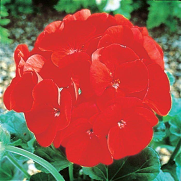 Maverick Scarlet Hybrid Geranium, Maverick Series: Horticultural ...