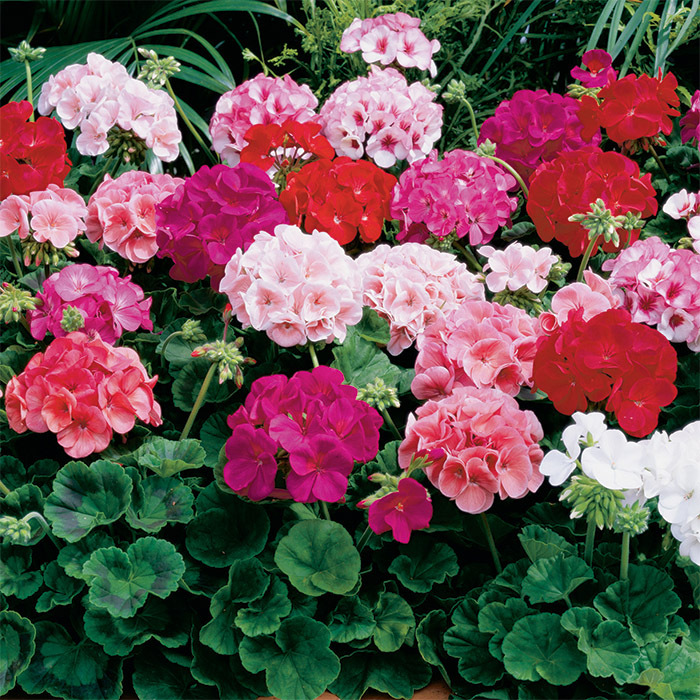 Maverick Mix Hybrid Geranium, Maverick Series: Horticultural Products ...