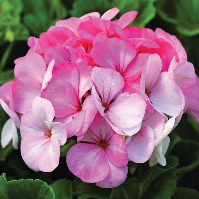 Pinto Premium White To Rose Hybrid Geranium, Pinto Premium Hybrid ...