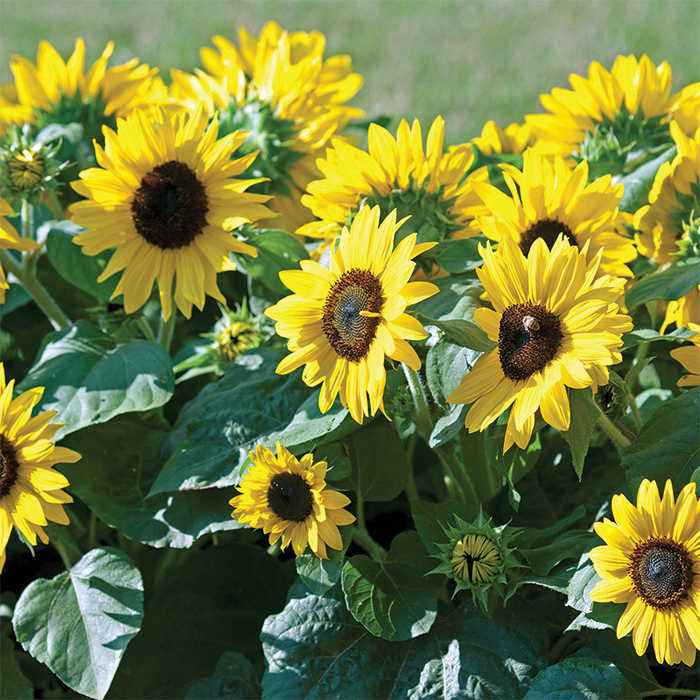 Suntastic Sunflower, Dwarf Varieties: Horticultural Products & Services