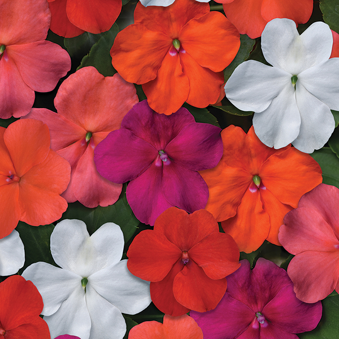 Beacon Select Mix Hybrid Impatiens, Impatiens: Horticultural Products ...