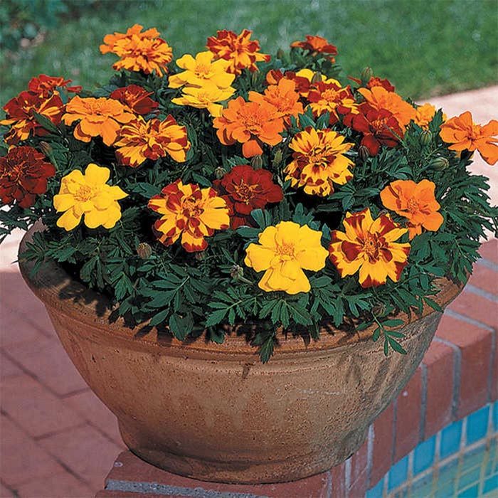 Durango Outback Marigold, French: Horticultural Products & Services