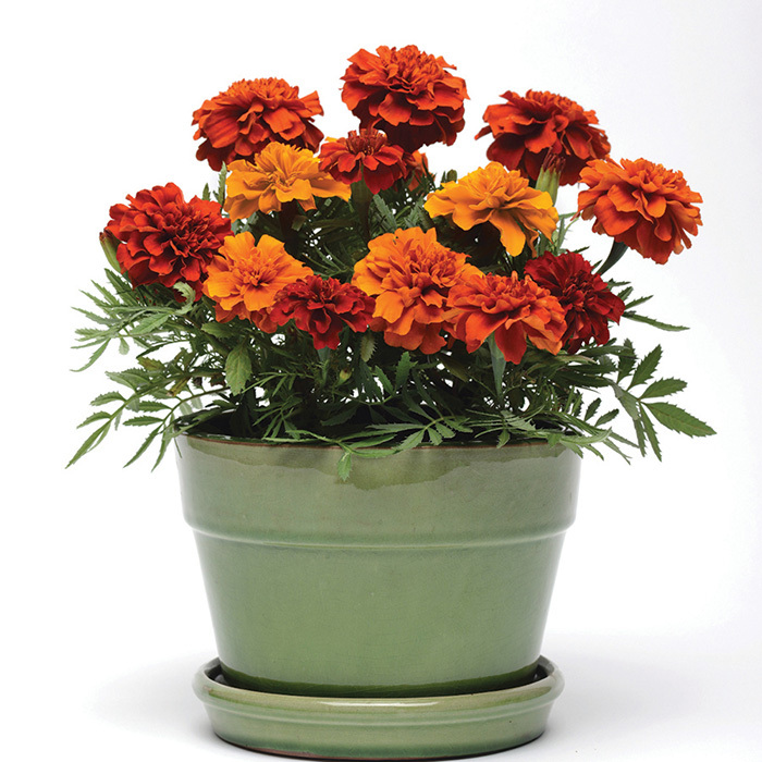 Fireball Marigold, Marigolds: Horticultural Products & Services