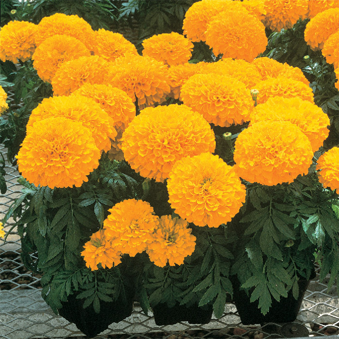 Inca 2 Gold Hybrid Marigold, Inca II: Horticultural Products & Services