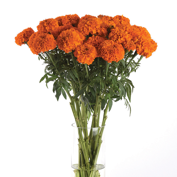 Xochi Orange Hybrid Marigold, New: Horticultural Products & Services