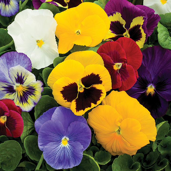 Delta Speedy Mix Pansy, Pansies: Horticultural Products & Services