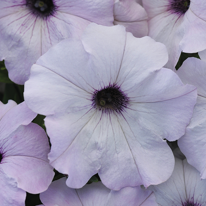 Easy Wave Silver Hybrid Petunia, Petunias: Horticultural Products ...