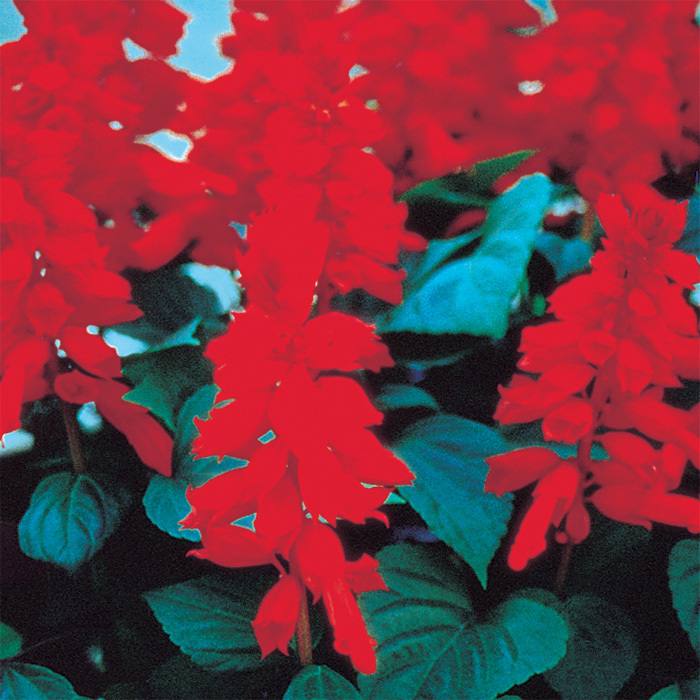 Red Vista Salvia, S. splendens: Horticultural Products & Services