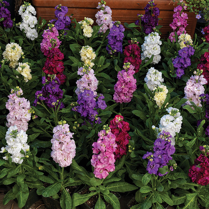 Stocks Flowers Are They Perennials at Mary Chute blog