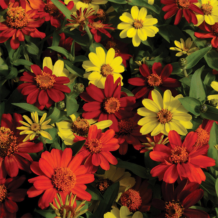 Zahara Bonfire Mix Zinnia, Zahara Series: Horticultural Products & Services