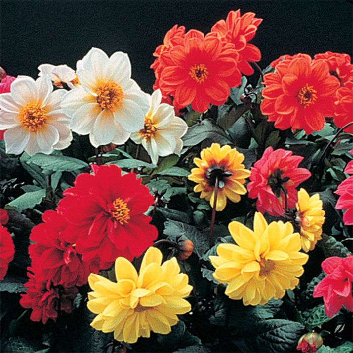 Redskin Mixed Dahlia, Dahlias: Horticultural Products & Services