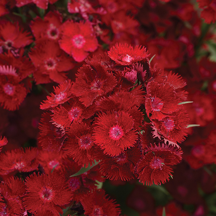 Rockin Red Hybrid Dianthus, Dianthus: Horticultural Products & Services