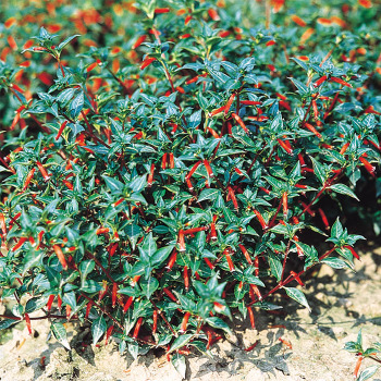 Cuphea: Horticultural Products & Services