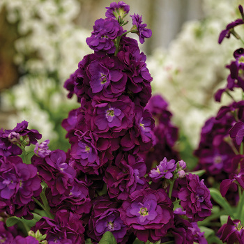 Stocks: Horticultural Products & Services