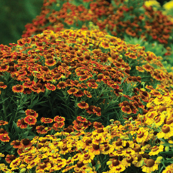 Helenium: Horticultural Products & Services