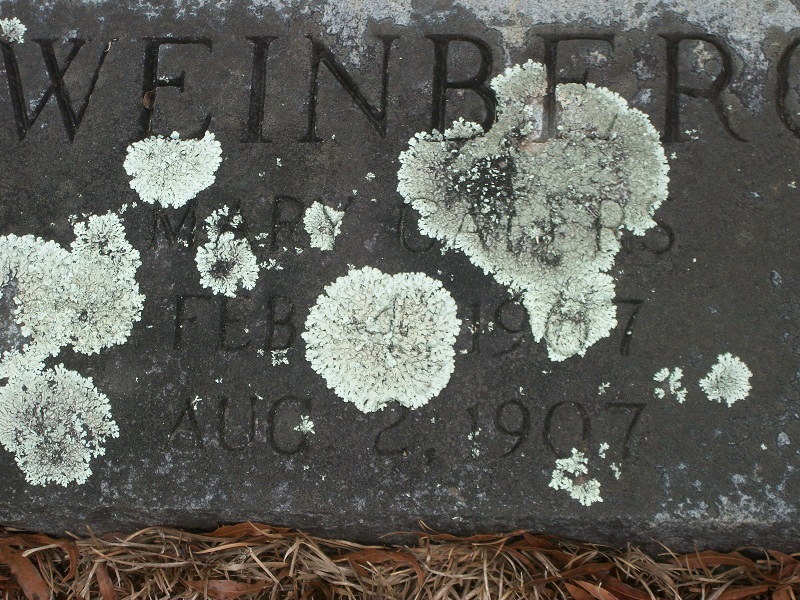 Mary Capers Weinberg – Kershaw County, South Carolina History