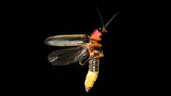Firefly