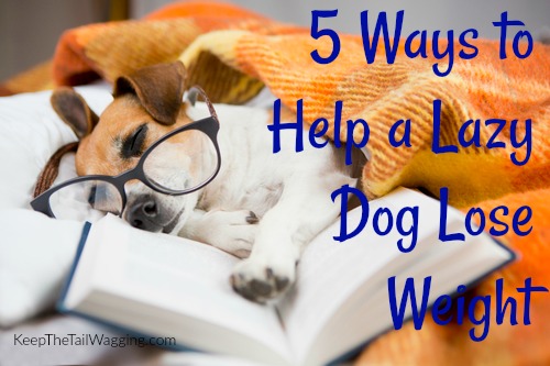 5 Ways to Help an Inactive Dog Lose Weight