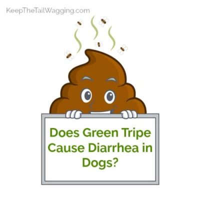 Does Green Tripe Cause Diarrhea in Dogs | Keep the Tail Wagging