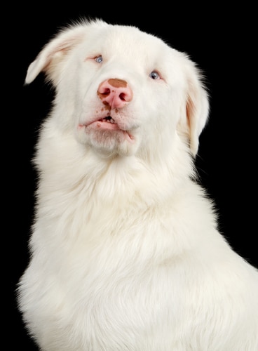 Are All White Australian Shepherds Deaf