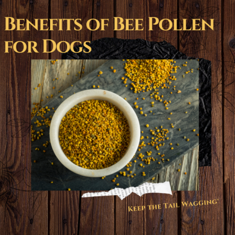 Benefits of Bee Pollen and Honey for Dogs