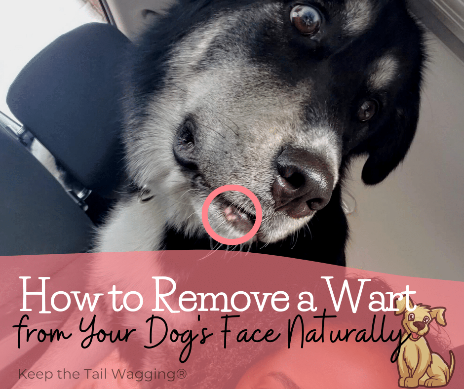 How To Remove A Wart From Your Dog s Face Naturally Keep The Tail How To Remove A Wart From Your Dog s Face Naturally Keep The Tail