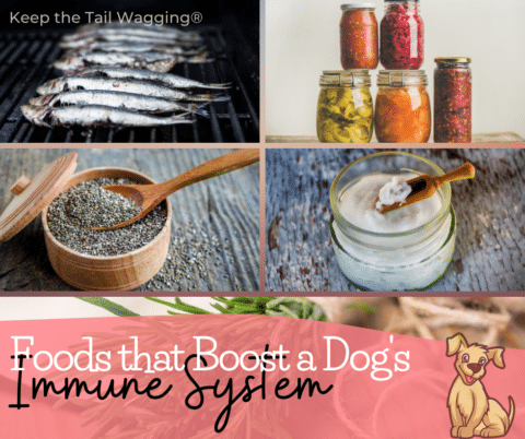 Whole Foods that Boost a Dog’s Immune System