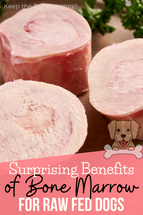 Surprising Benefits of Bone Marrow for Raw Fed Dogs