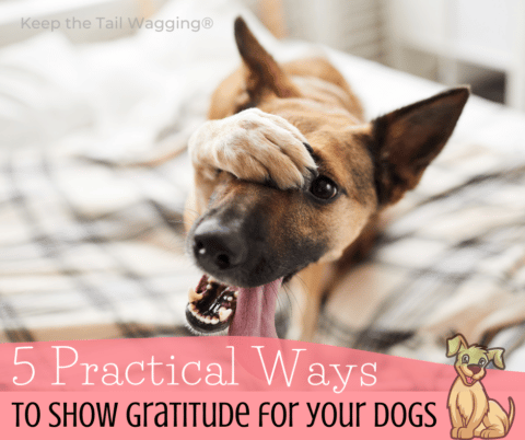 5 Practical Ways to Show Gratitude for Your Dogs