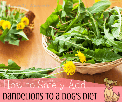 How to Safely Add Dandelions to a Dog’s Diet