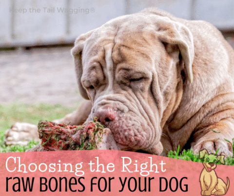 Everything You Need to Know About Raw Bones for Dogs
